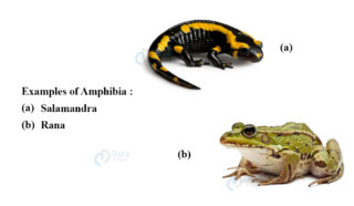 Phylum Chordata - Characteristics, Classification And Examples - DataFlair
